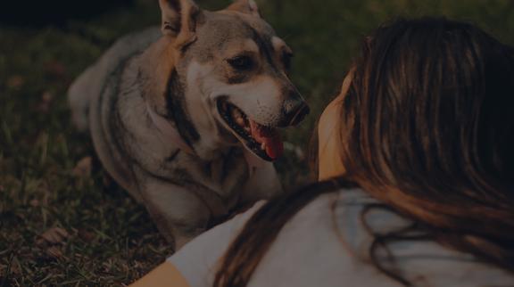 Gudog: the alternative to kennels. Dog sitters.